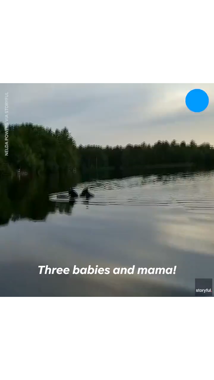 ☦️🦁⚔ 🆃🆁🅴🅱 ⚔🩸 on GETTR: 3 Black Bear Cubs Riding On Black Bear Mum's Back...