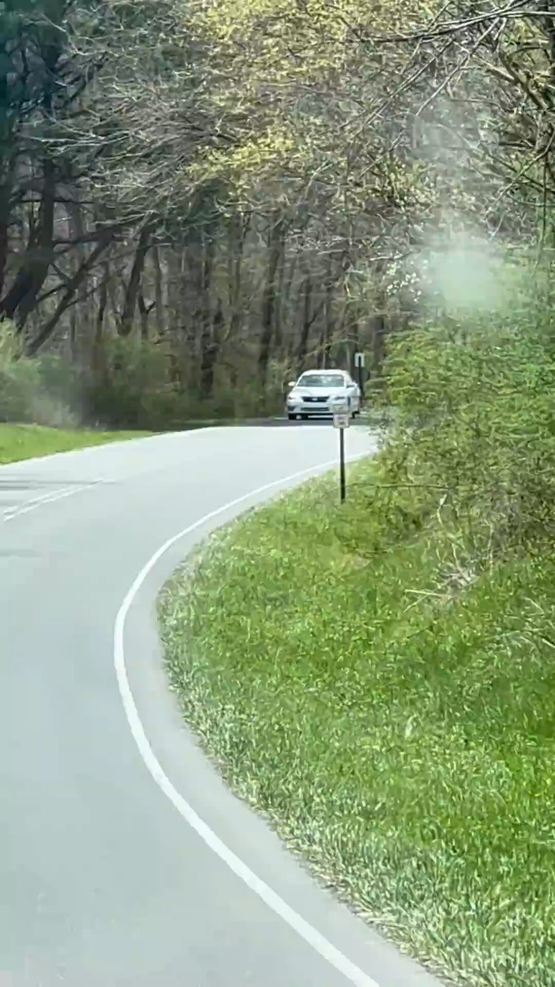 Pets🔥🔥🔥 on GETTR : Mama Bear Crosses Road With Tiny Cubs