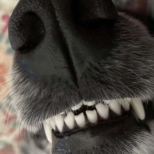 Donkeyshark on GETTR