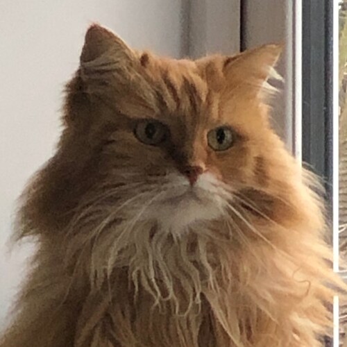 Fluffybum_Cat on GETTR