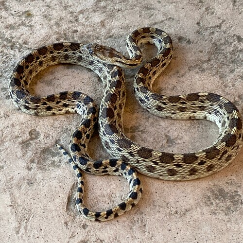 Weed & Freedom on GETTR - Profile and Posts on GETTR