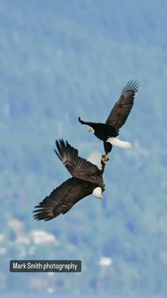 Devin🔥🔥🔥 on GETTR : Eagle dancing