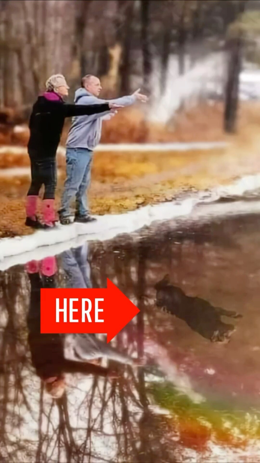 Gianni POV on GETTR: Title: Ashes #dog #ash #loveislove #puppy #gratef...