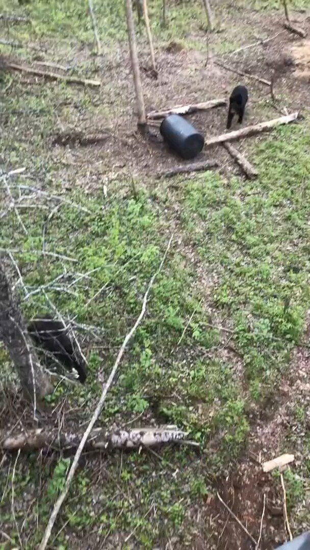 Macae - ΜΟΛΩΝ ΛΑΒΕ🇺🇸🇧🇷 MOLON LABE👍 on GETTR : bear climbs hunters stand