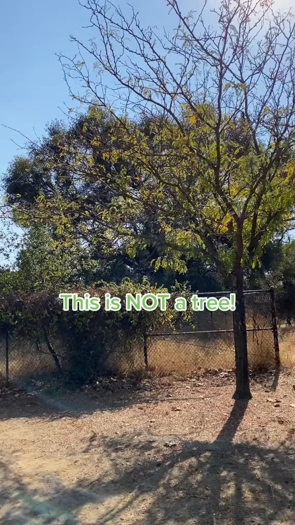 MEMES WORLD🎸🙈🍊 on GETTR : 5G tower disguised as🌲trees. Tell me why are ...