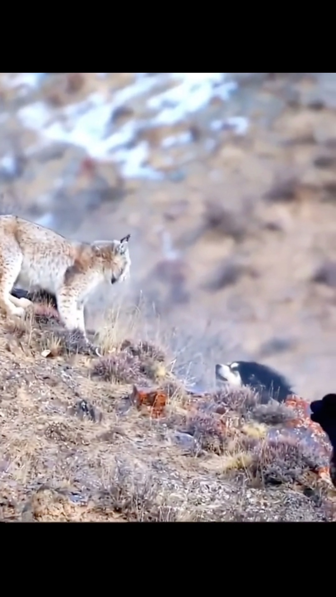 Jack Lee on GETTR : lynx vs dog