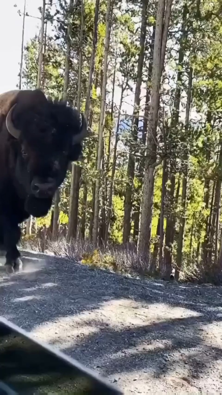 ☦️🦁⚔ 🆃🆁🅴🅱 ⚔🩸 on GETTR: PSA: Keep Your Distance and DO NOT attempt to ...