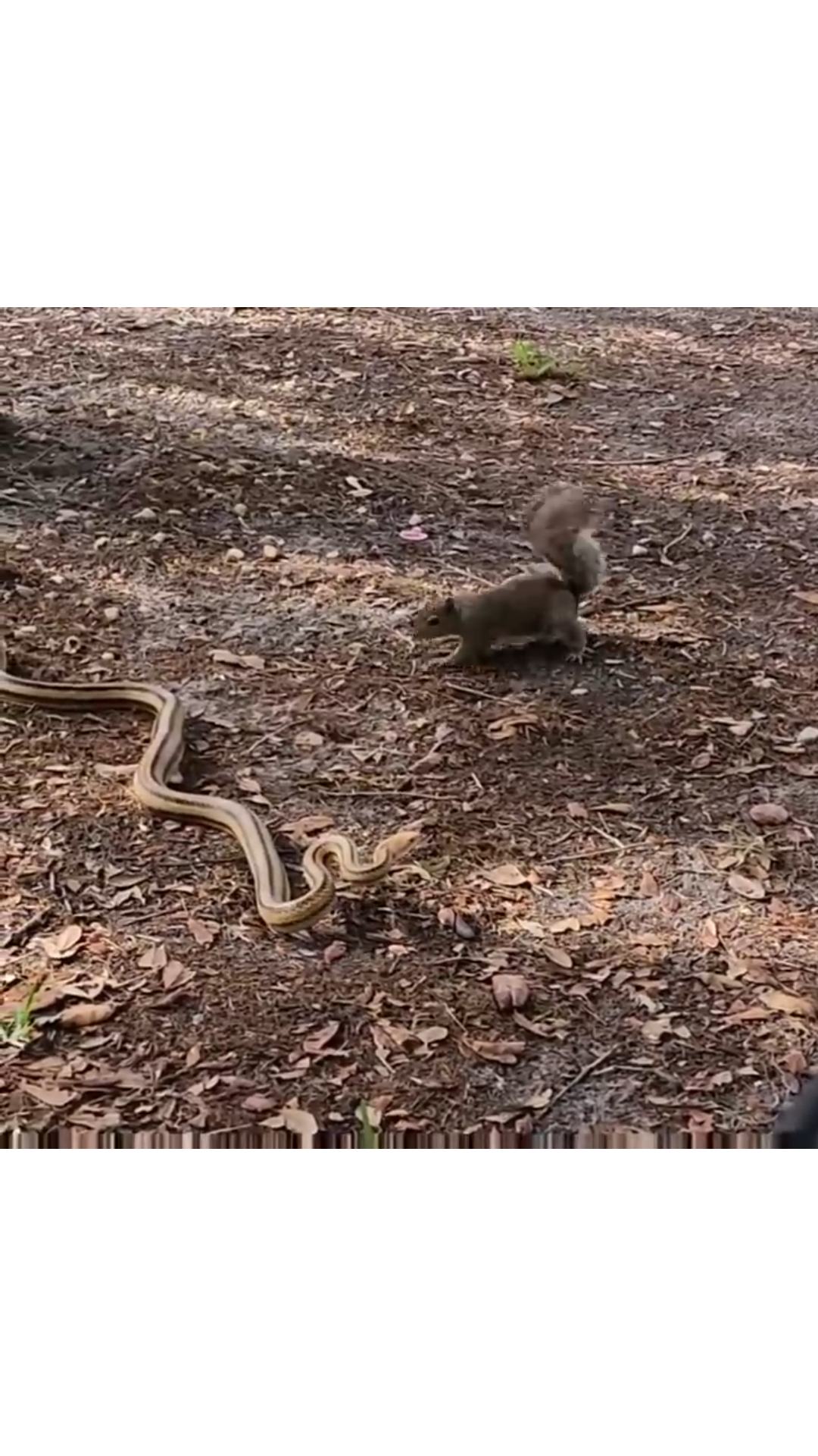 Nicholas (德农惩贼冲锋队) on GETTR: Slithering snake is challenged by squirrel.