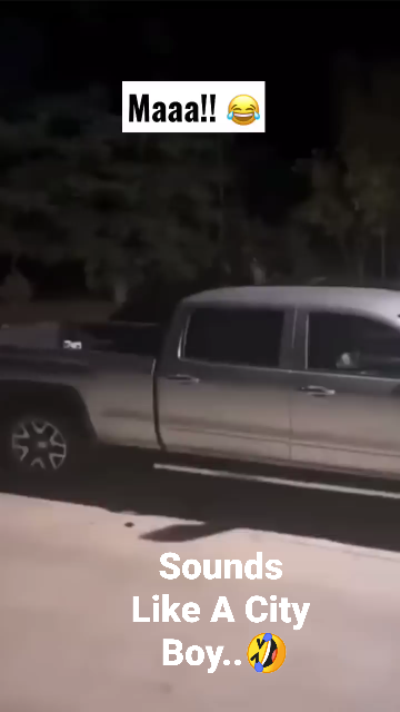 🦊SWAMP1FOX🦊 on GETTR : MAAA!!!!🤣