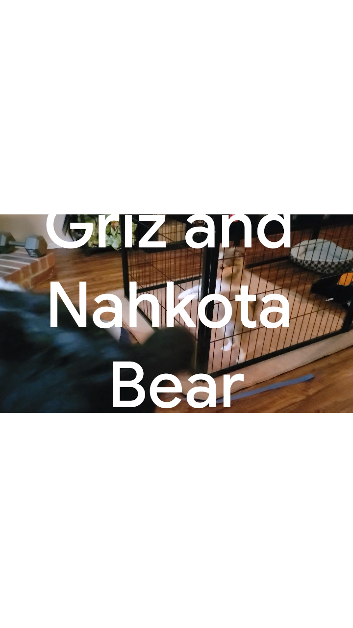 TexanRebel on GETTR: Grizzley and Nahkota Bear