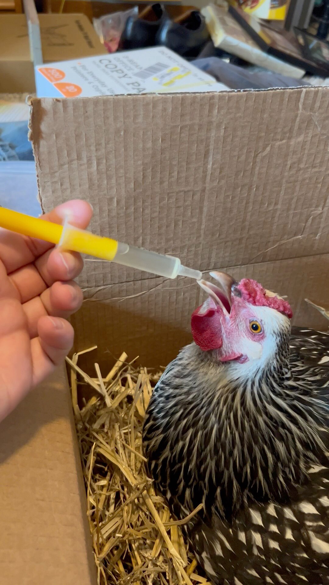 JustinDavito on GETTR : Rough week on the homestead! #homestead #cull # ...