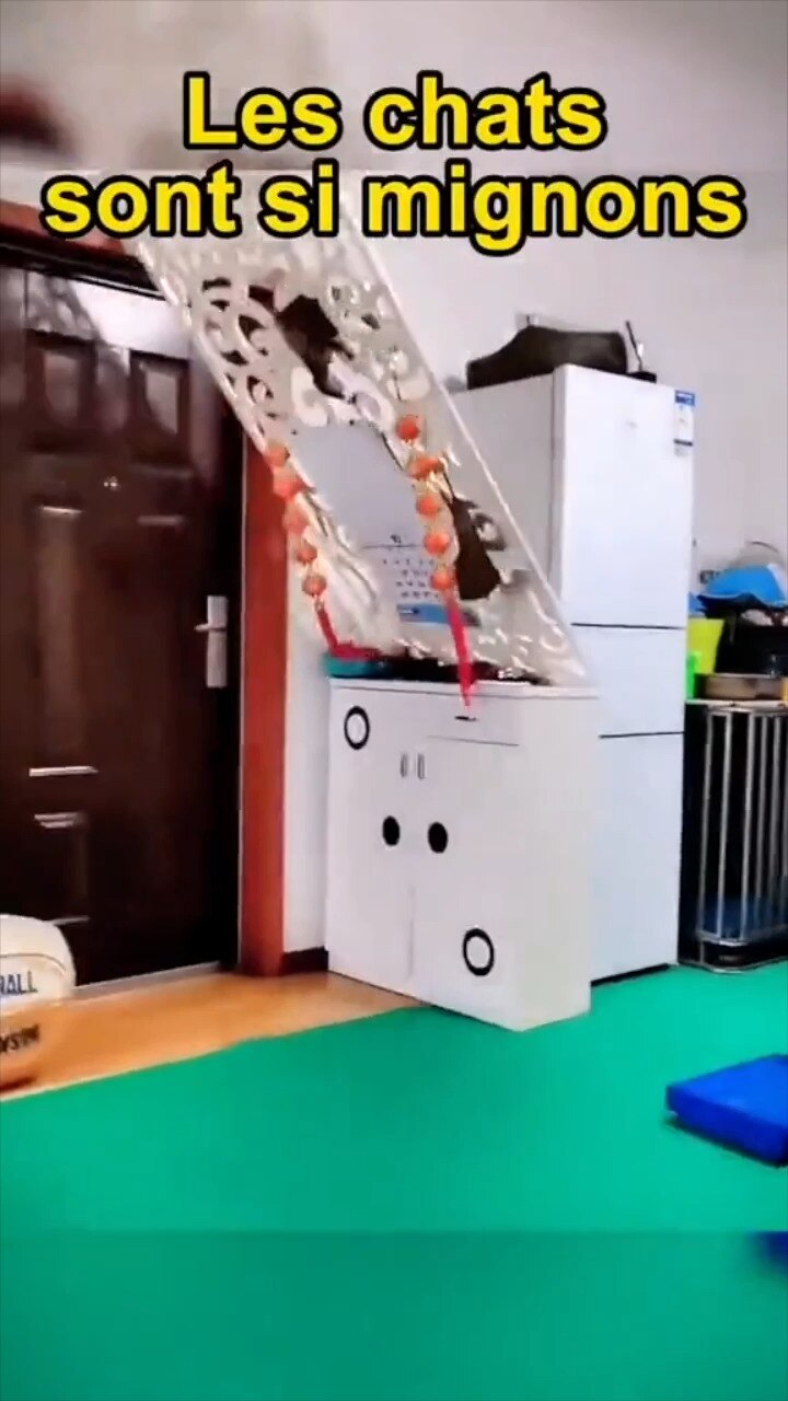 FunVideo on GETTR : A Comprehensive Collection of Cat Mischief