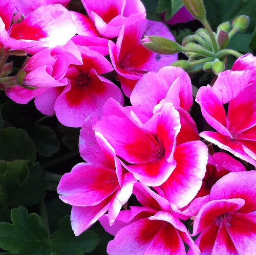 SusieFlower on GETTR