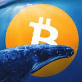 $FJB Whale - Lets Go Brandon Coin on GETTR