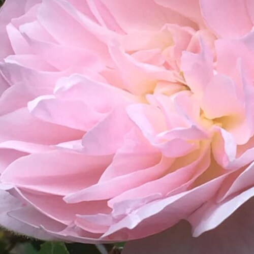 🍅 Lady_GuGu 🍅 on GETTR