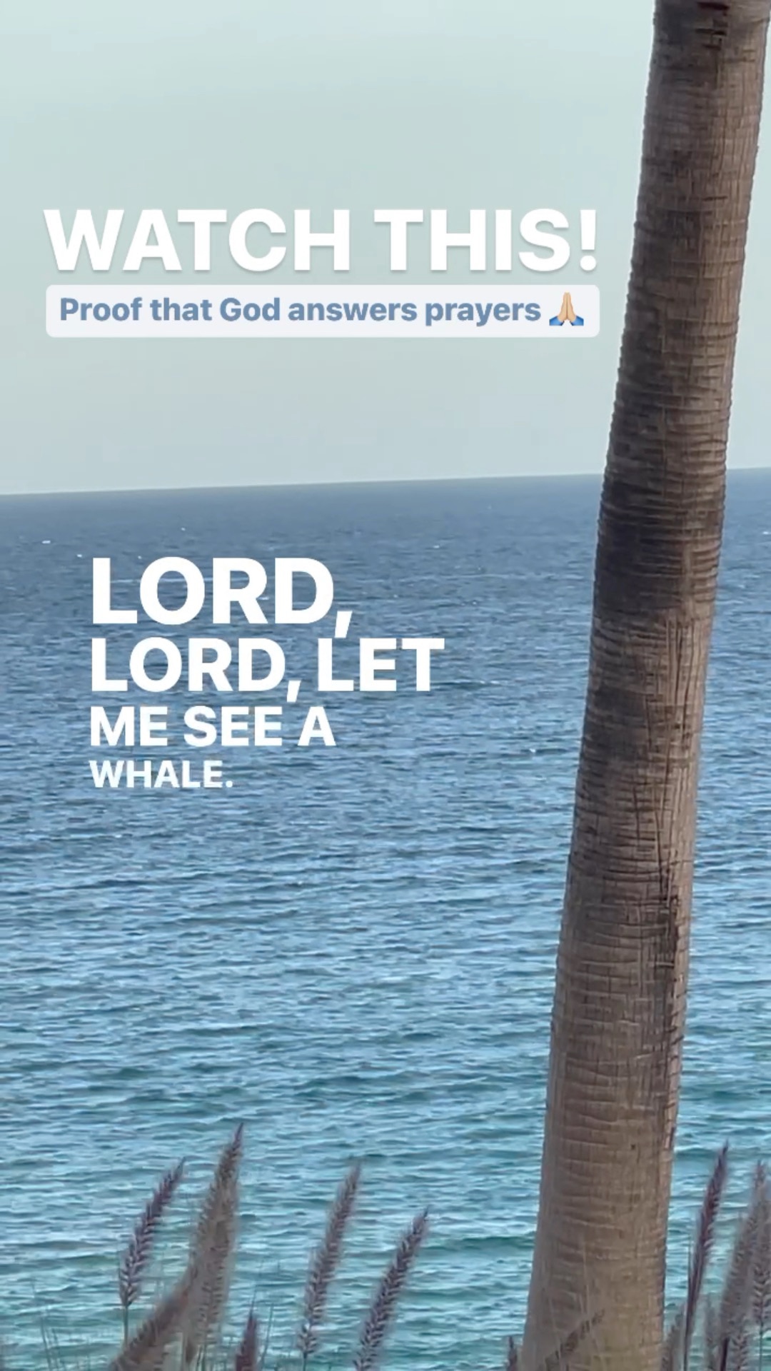 Hannah Crews | Christian Humor on GETTR : I still cannot believe this ...