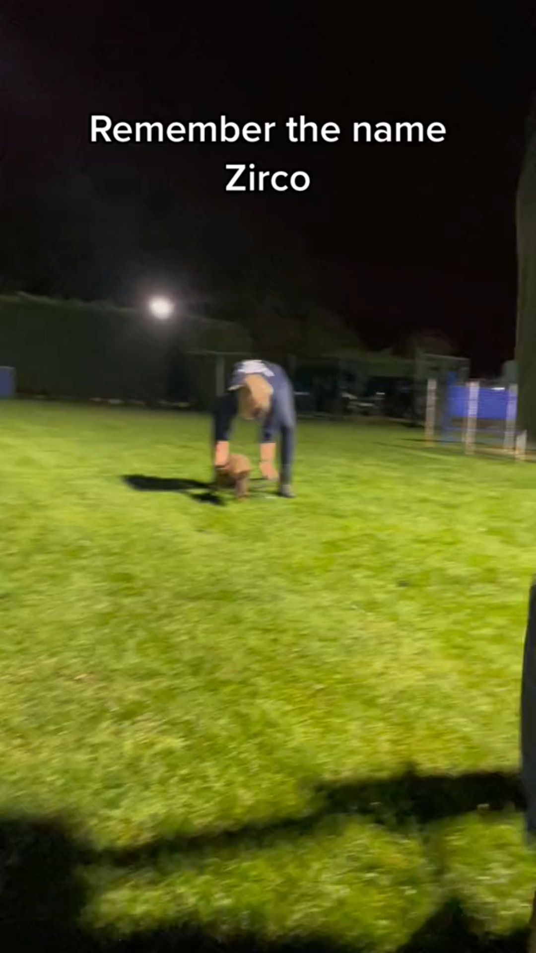 DAlex on GETTR: Zirco. Son of Wick. 10 weeks old Maligator. Traini...