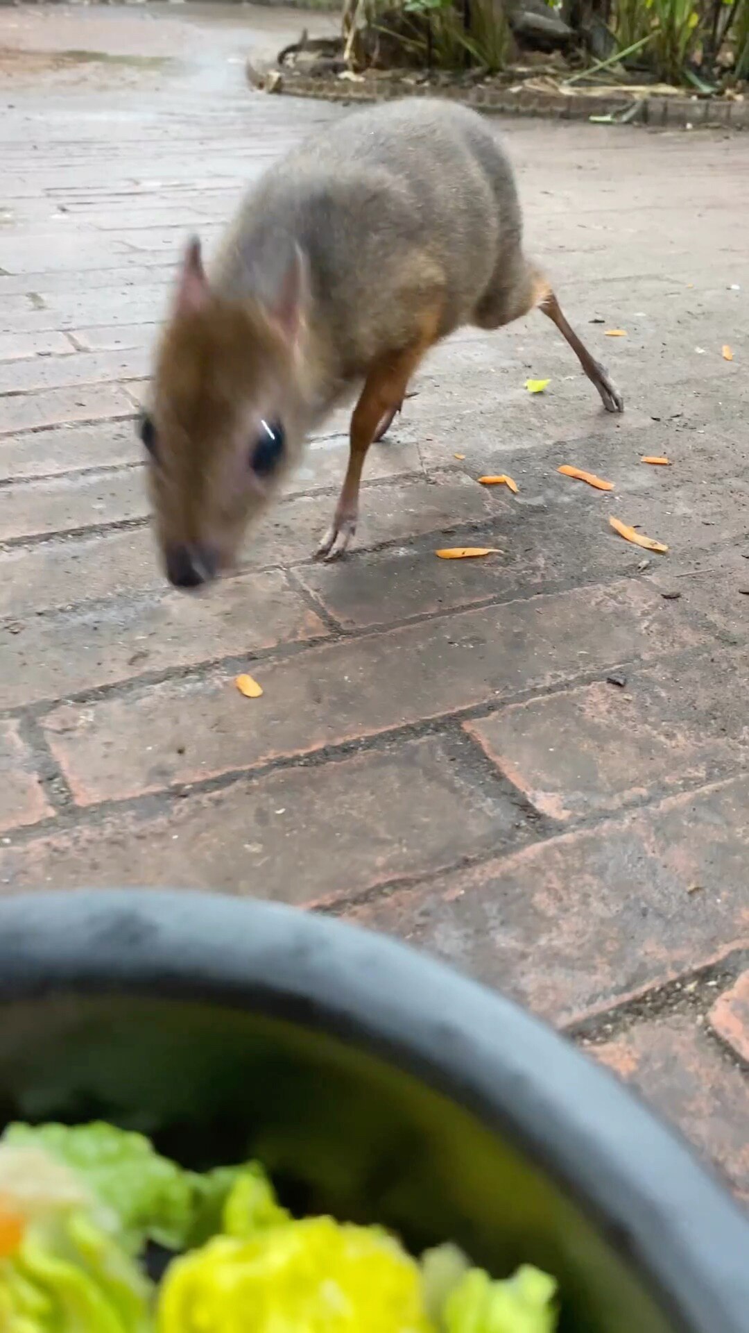 JustShortVideos on GETTR: Mouse-Deer are about 12” high and 18” long ...