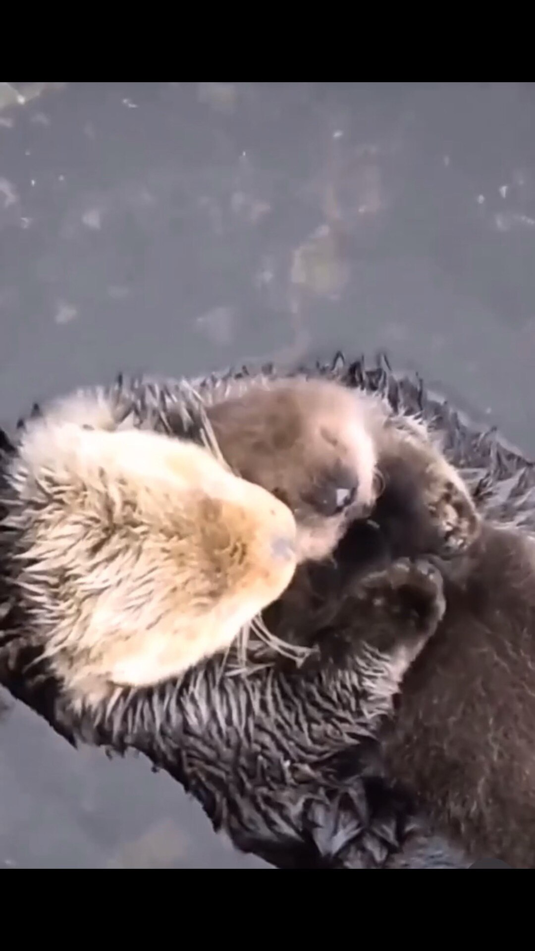 Jenna🇺🇸 on GETTR : Beaver #beaverbaby #cuddle