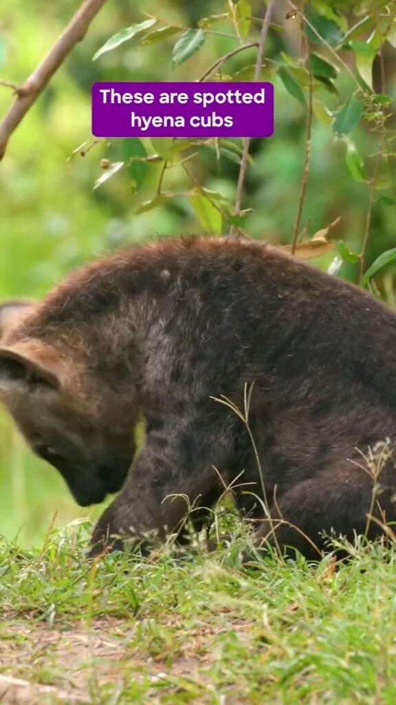 Devin on GETTR : bear #animal #animals #wildlife #cute