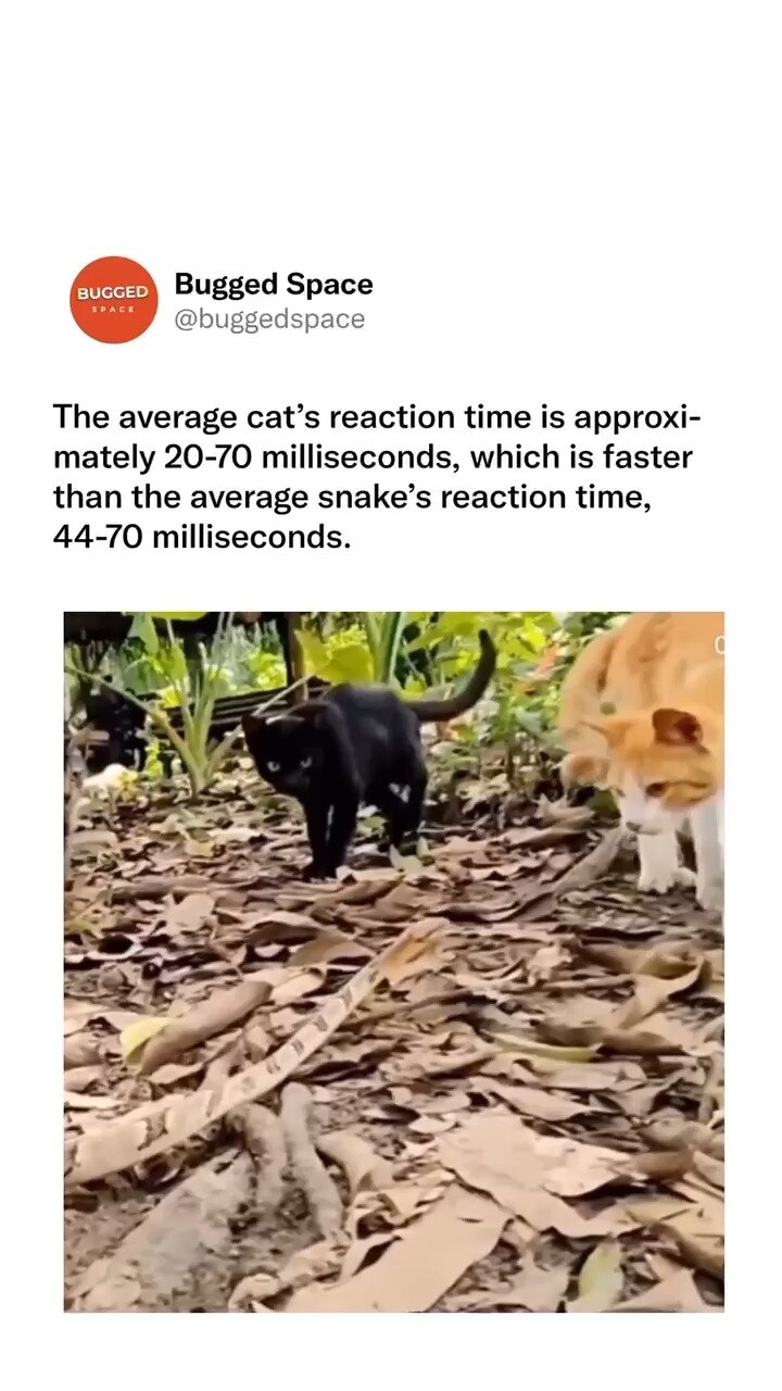 ☦️🦁⚔ 🆃🆁🅴🅱 ⚔🩸 on GETTR: Average Cat's Reaction Time ...