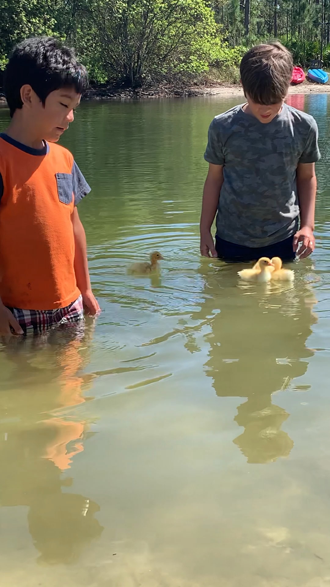 The Corolla Virus™ on GETTR : Baby Ducks Swimming CorollaVirus™LivesMatter