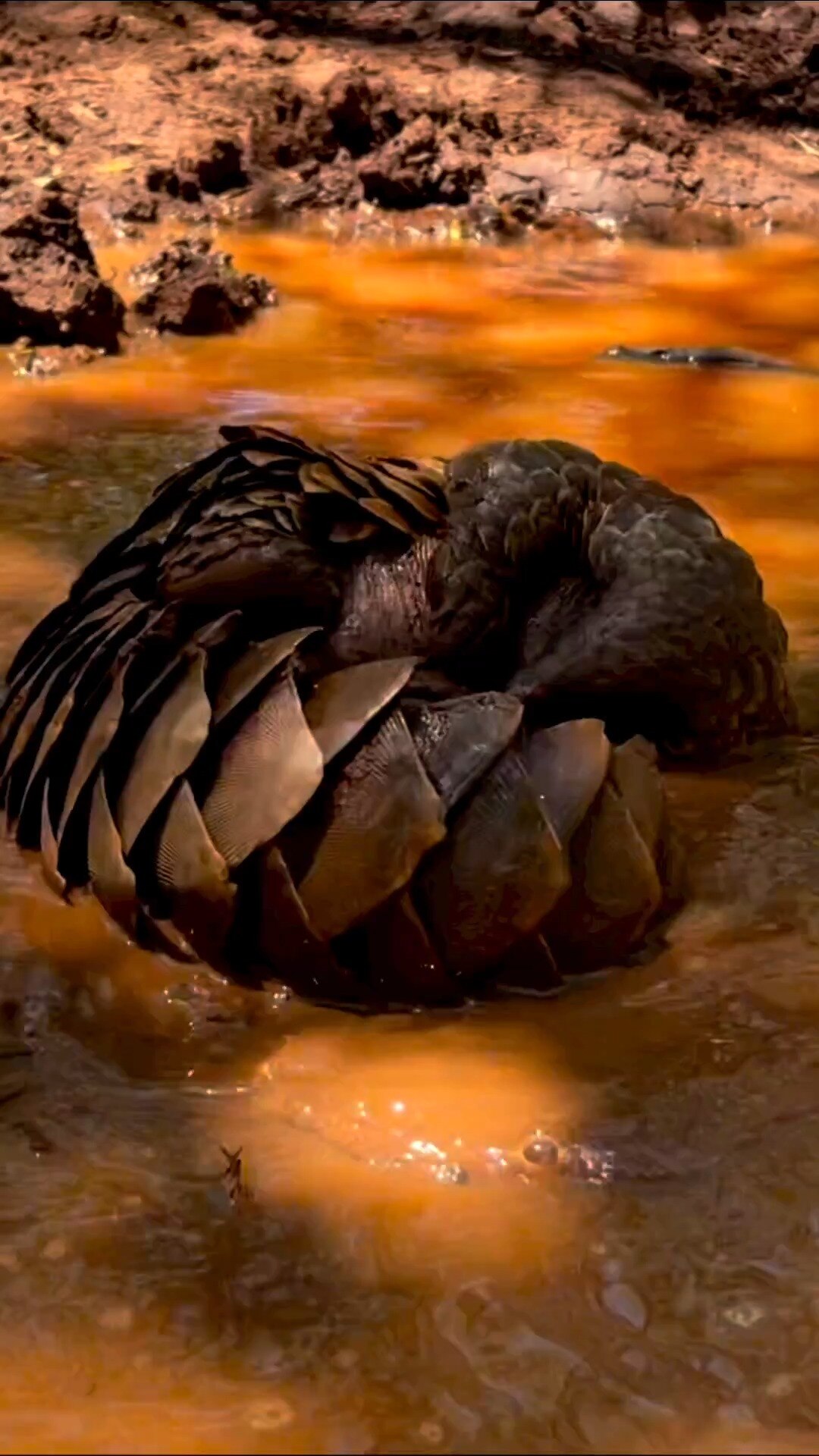 Animal Planet on GETTR : As happy as a pangolin playing in water!