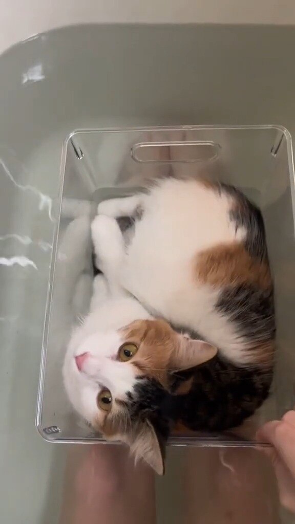 🍀Pinfo on GETTR: Cat floats in bathtub with makeshift boat.