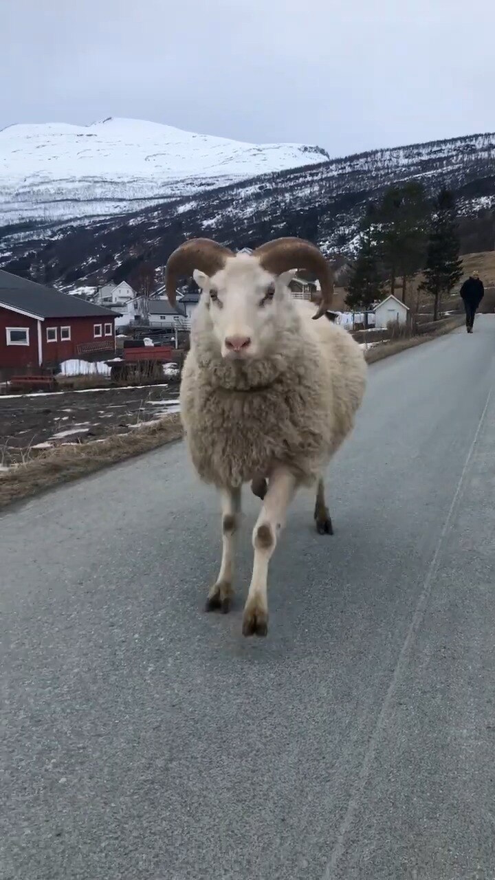 Nicholas (德农惩贼冲锋队) on GETTR : Happy galloping sheep
