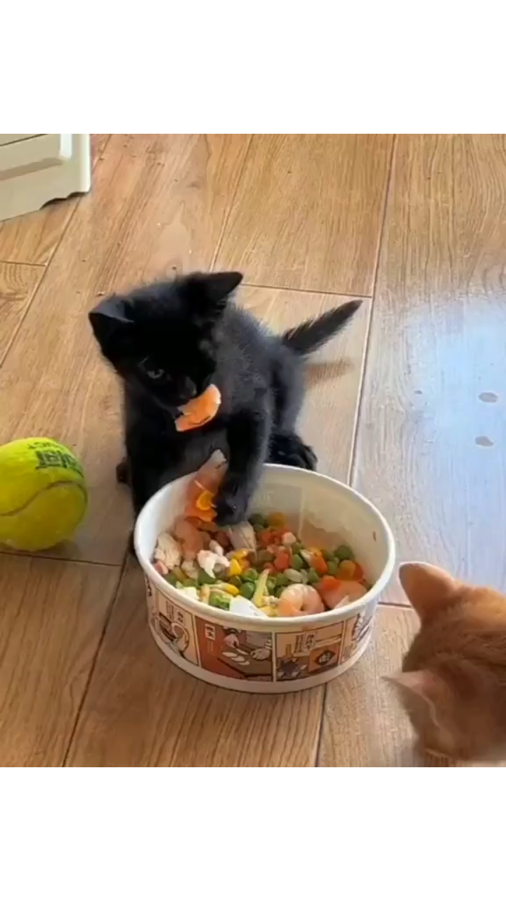 ☦️🦁⚔ 🆃🆁🅴🅱 ⚔🩸 on GETTR : Food Aggression - Not Good