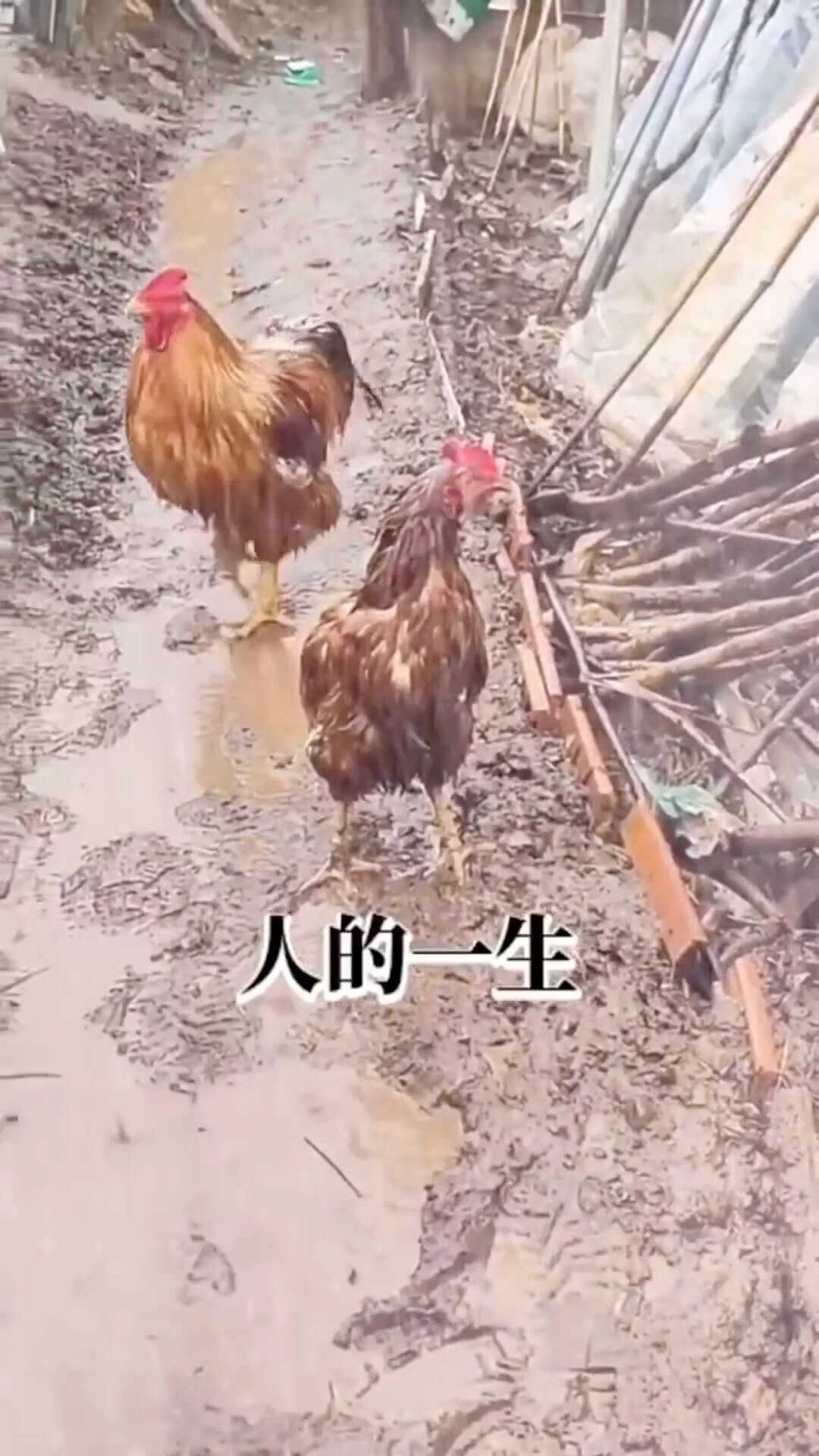 城管（urban management） on GETTR : In the heavy rain, look at how a ...