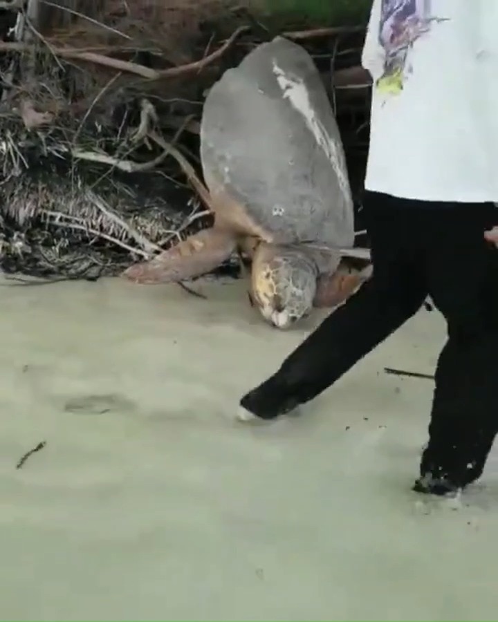 Tang Hang on GETTR: Turtle got stuck on its way to the sea and this ki...