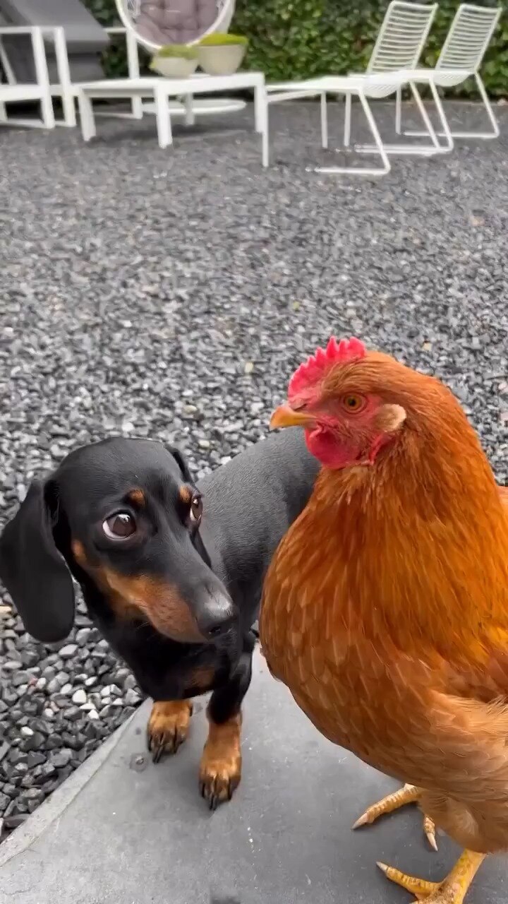 蔚蓝之境 on GETTR: Doggo making frens 😍