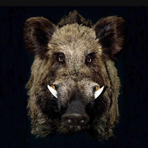 El Cerdo Feo on GETTR - Profile and Posts on GETTR