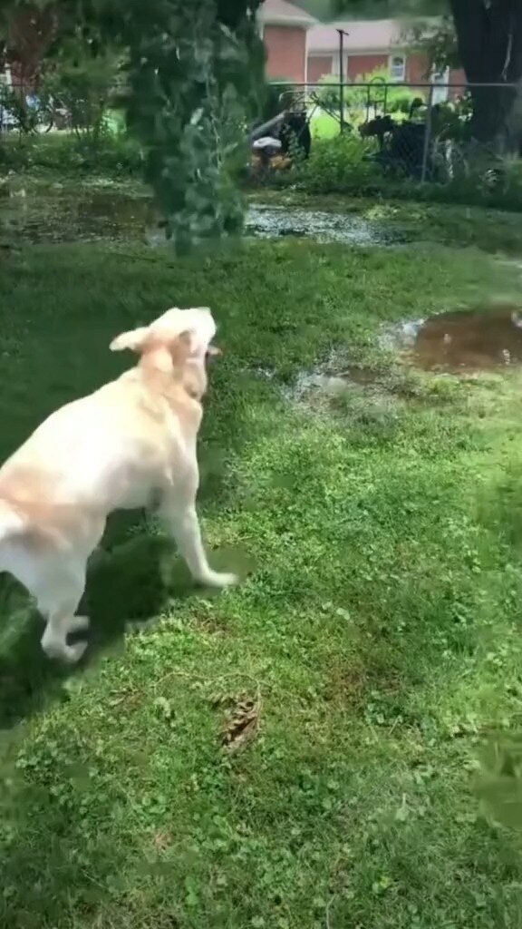 Pets Planet on GETTR : Happy dogs after heavy rain