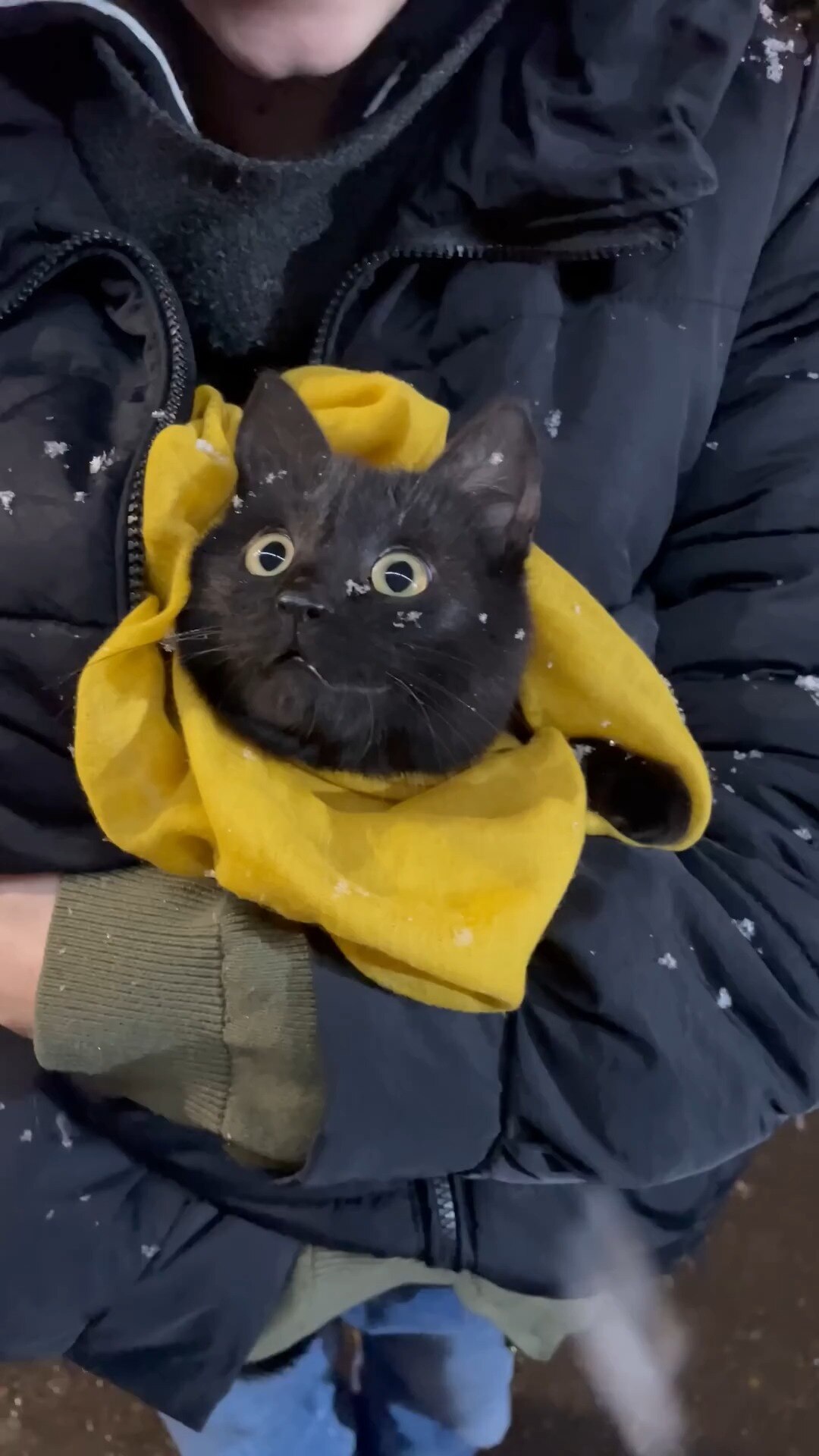 Pets Planet on GETTR: Cat Watches The Snow With Wide Eyes