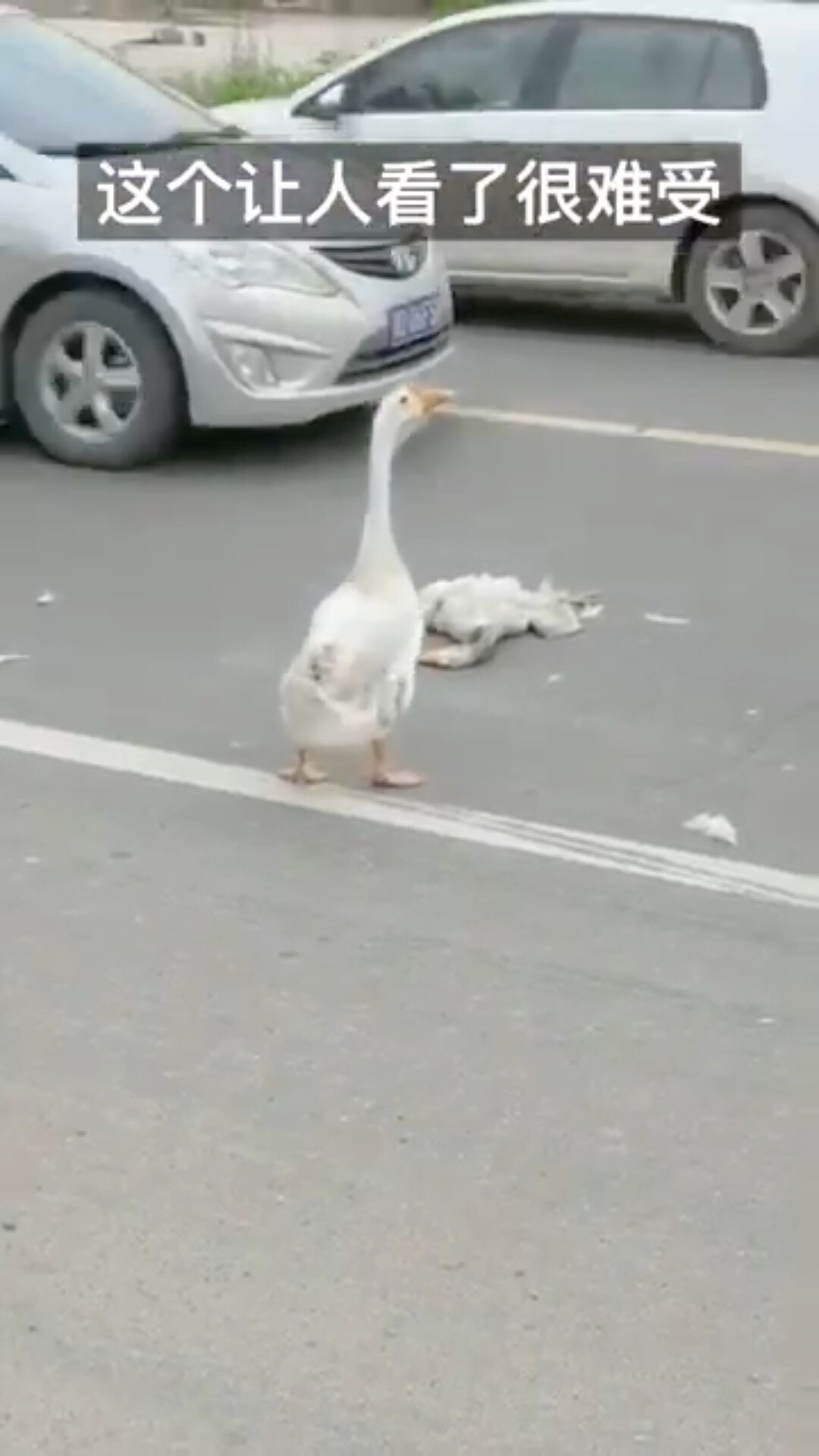 Haoguo on GETTR : This makes me sad 💔