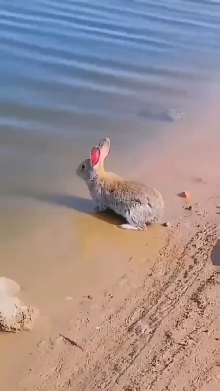 ☦️🦁⚔ 🆃🆁🅴🅱 ⚔🩸 on GETTR : Rabbit Swimming
