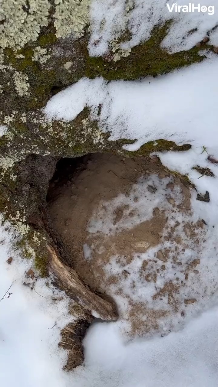 TheNPCShow on GETTR : Guy accidentally finds a bear in its den
