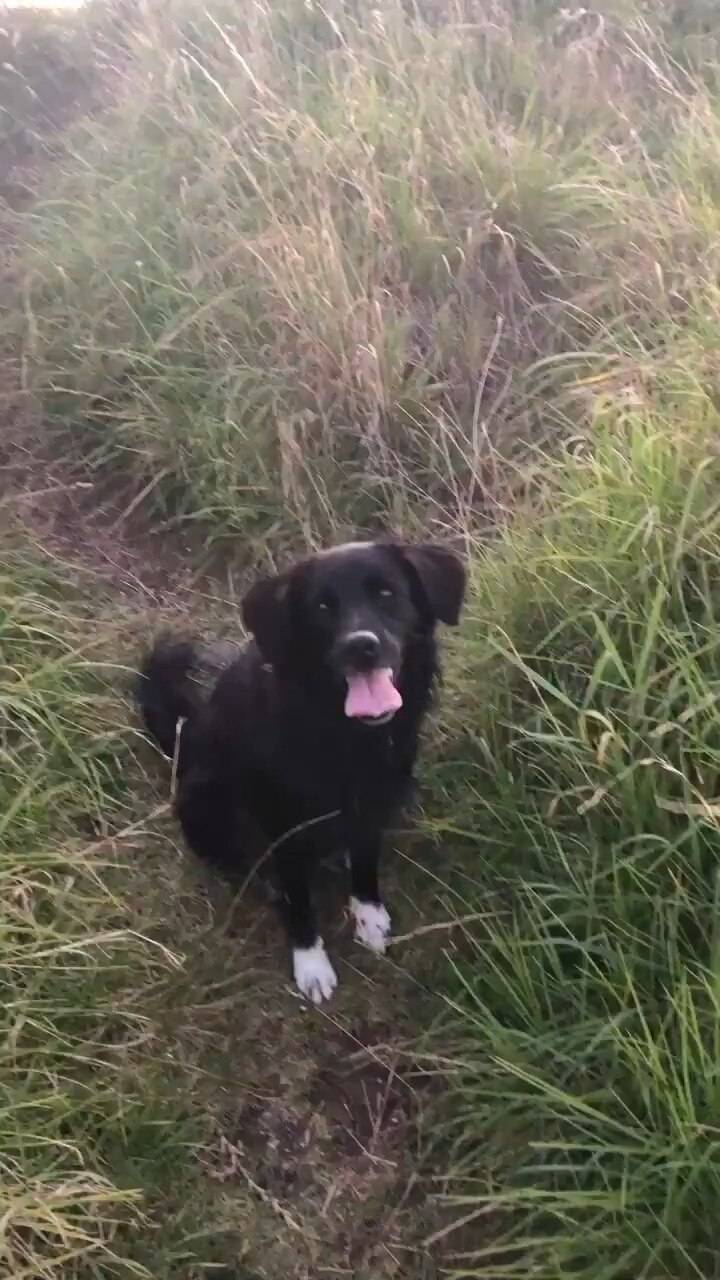 🍀Pinfo on GETTR : Man tries to hide from dog while playing fetch.