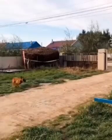 The Corolla Virus™ on GETTR : K·9 Jump CorollaVirus™LivesMatter