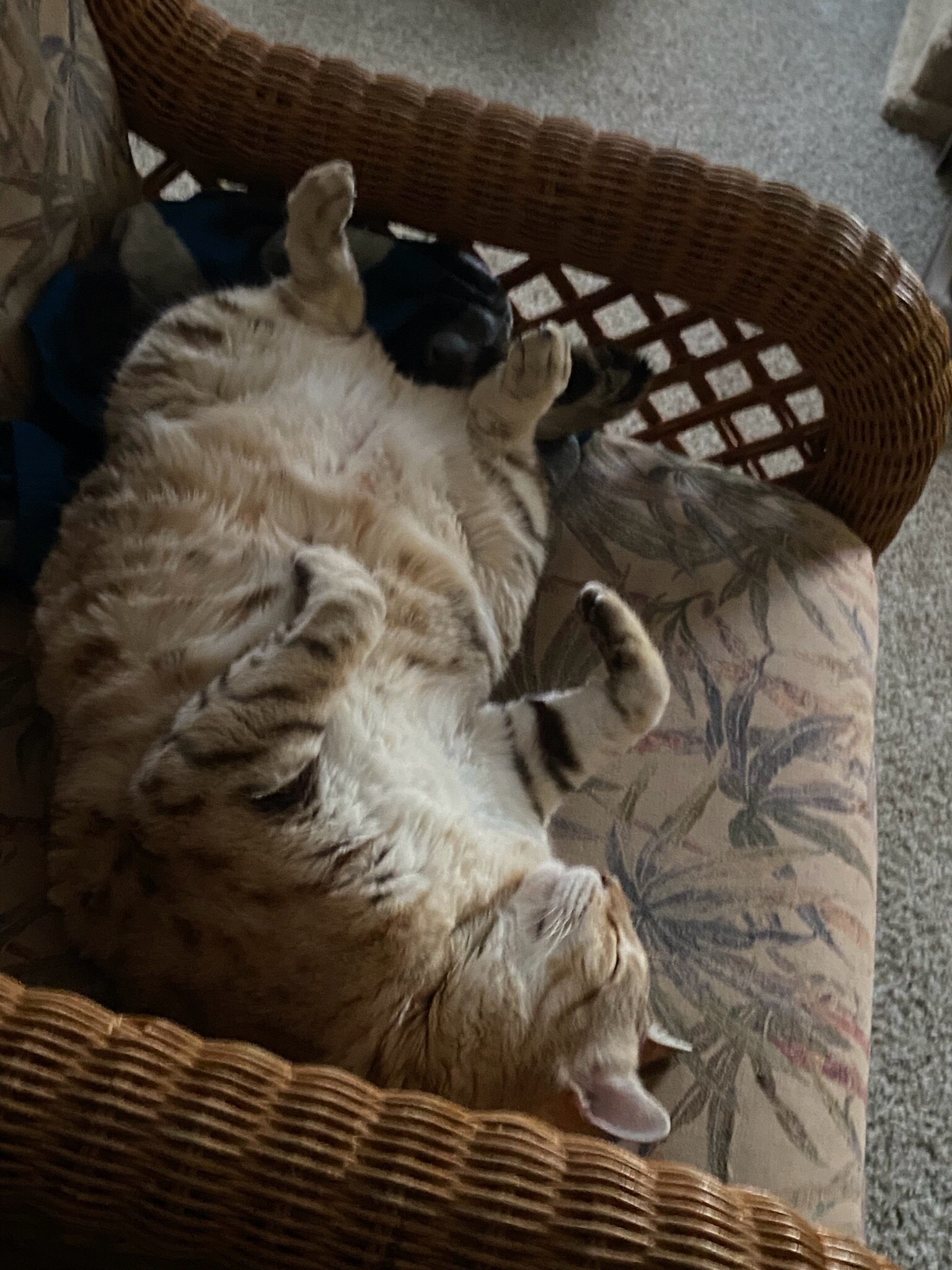 Gracie Bearden on GETTR: @csabelle Max is so warm! He had a visitor ...