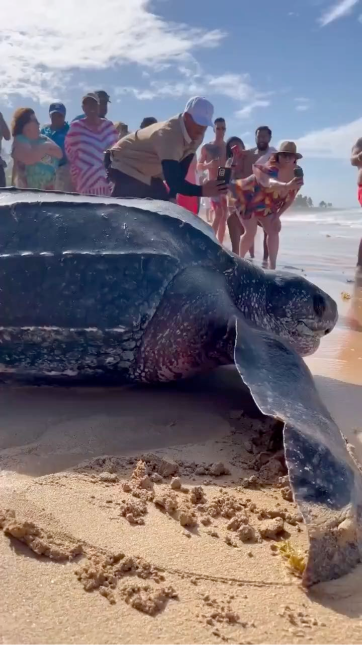 玉米地里的小哥哥 on GETTR : Sea turtles can grow to be massive, with the ...