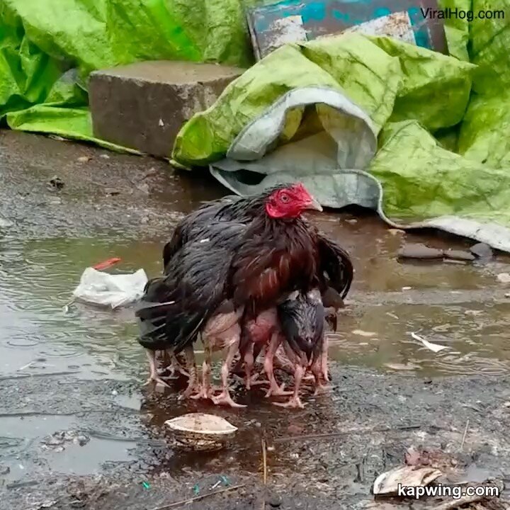 Amazing GETTR पर: Mother Hen Shelters Her Chicks in the Rain