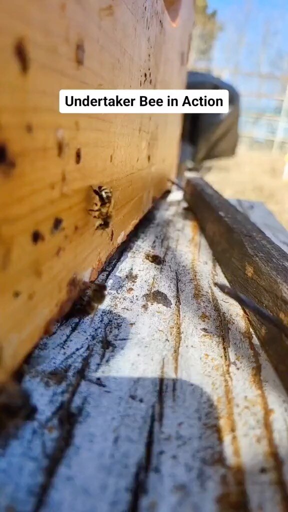 Amazing on GETTR : Undertaker bee's remove dead bees from the hive.