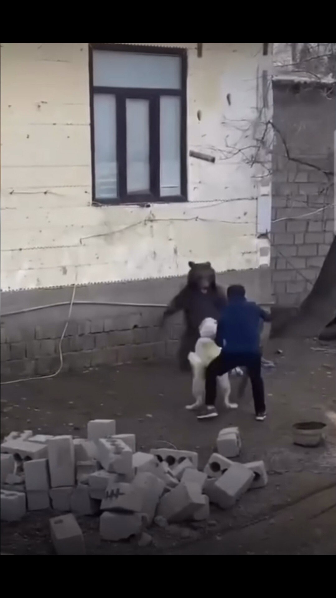 Handong💥 on GETTR: The hideous #bear that entered the village! 🫣😱