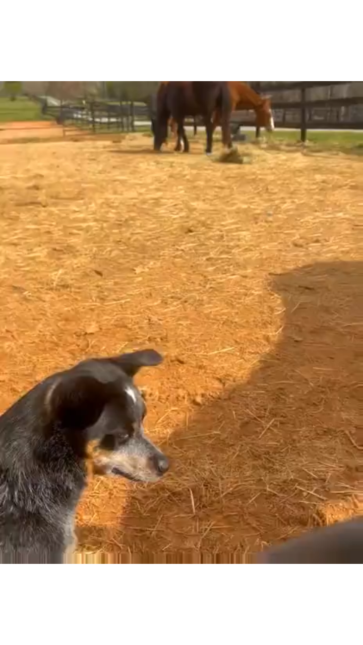 ☦️🦁⚔ 🆃🆁🅴🅱 ⚔🩸 on GETTR: Australian cattle doggo helping dig trenches at ...