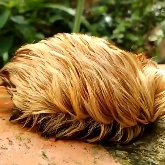 ☦️🦁⚔ 🆃🆁🅴🅱 ⚔🩸 on GETTR: Highly venomous flannel moth puss caterpillar ...