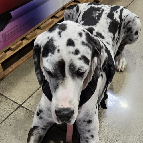 Denis Dog breeder on GETTR - Profile and Posts on GETTR