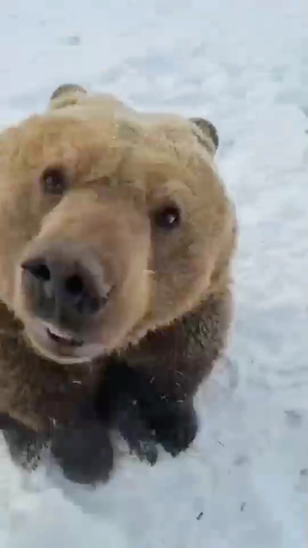 云知道 on GETTR : friendly bear